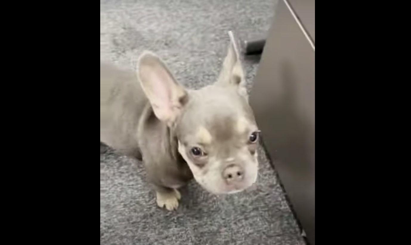 French bulldogs recovered, returned to owners after South Bay gang bust