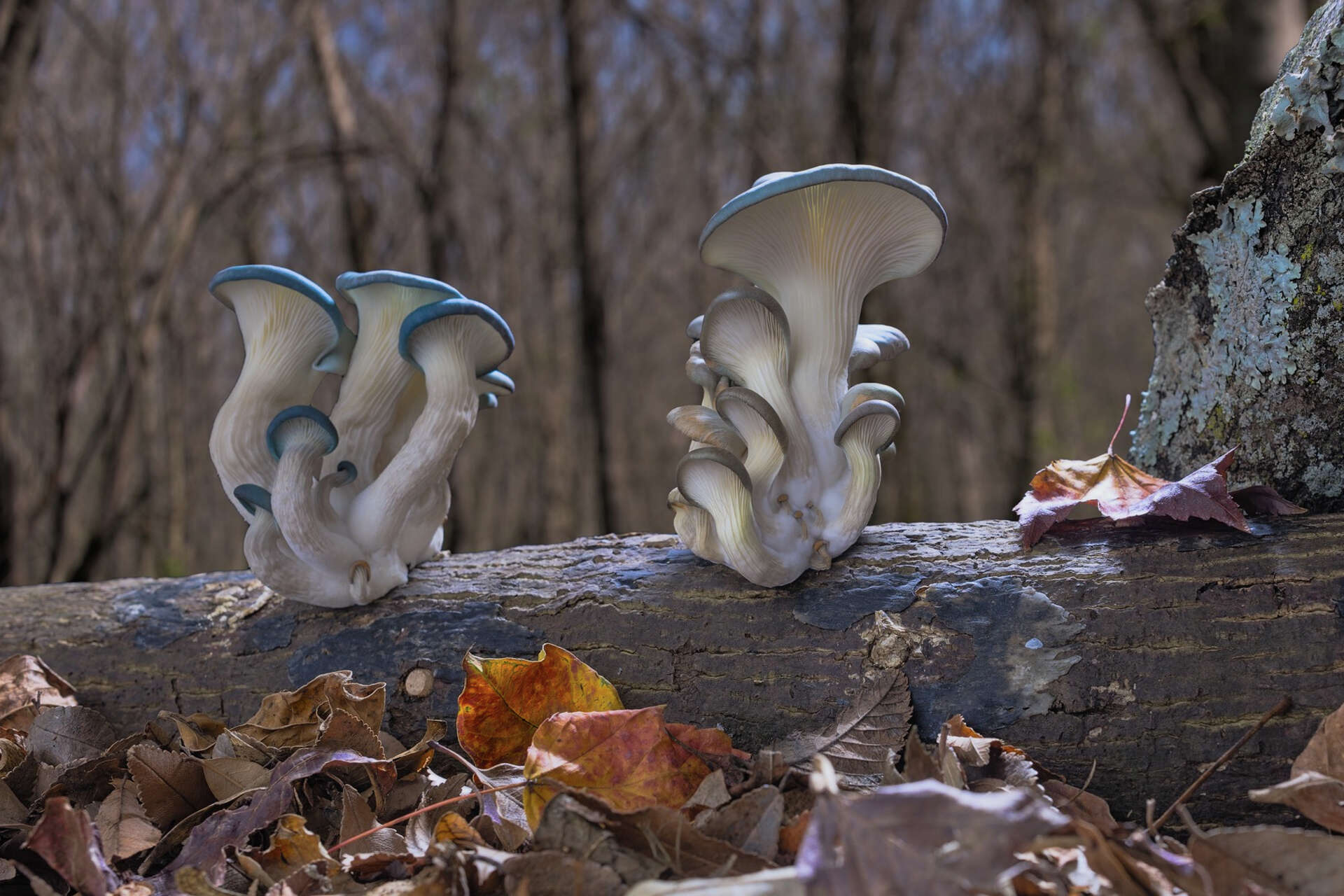 Netflix documentary 'Fantastic Fungi' explores the many magical ...