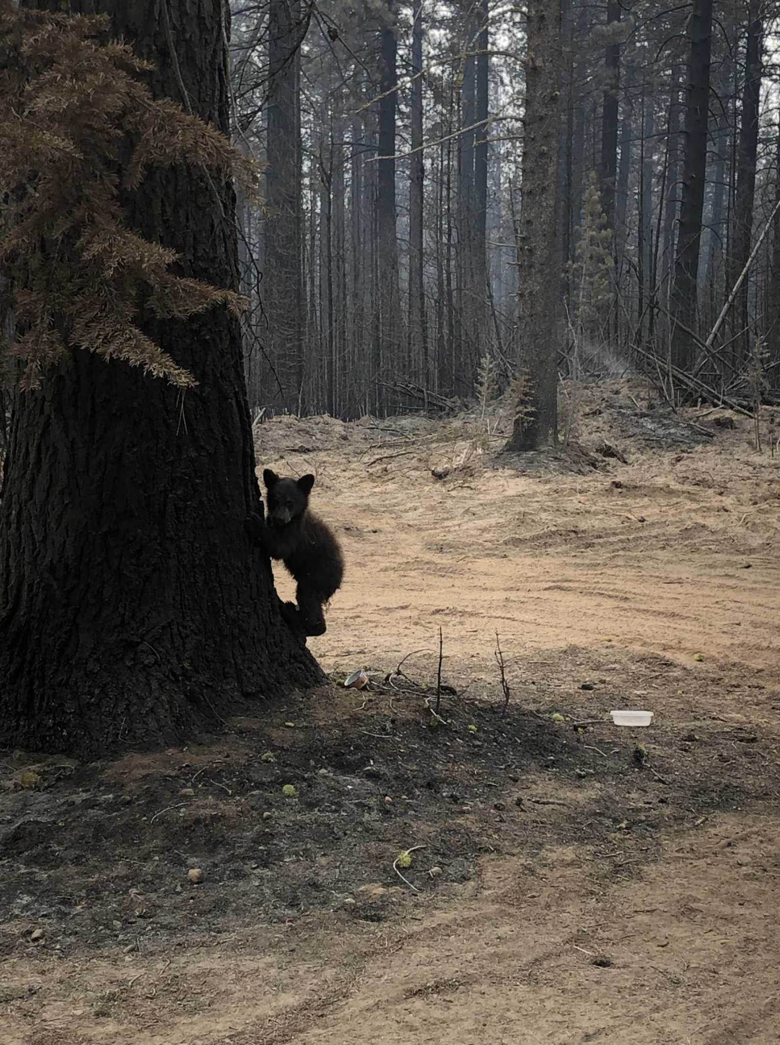 On Smokey Bear’s birthday, a burned bear cub is rescued from Antelope Fire