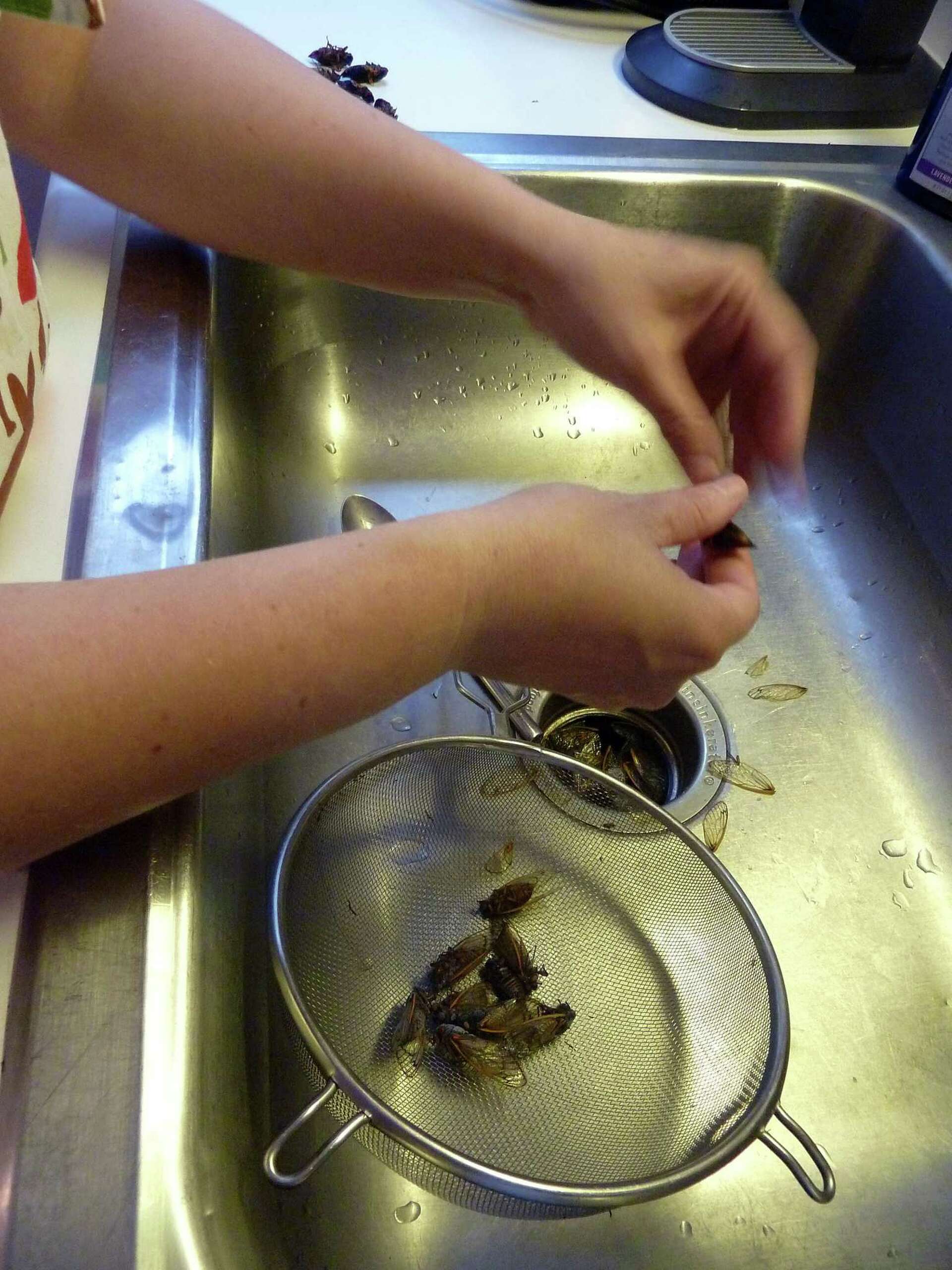 Yes, you can eat cicadas. Here’s how to cook them. They taste like ...