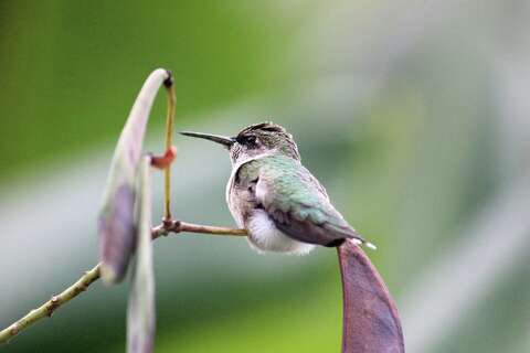 These colorful flowers lure hummingbirds to the garden