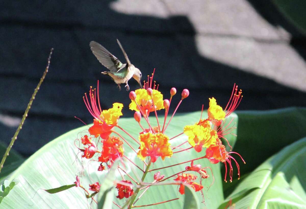 These colorful flowers lure hummingbirds to the garden