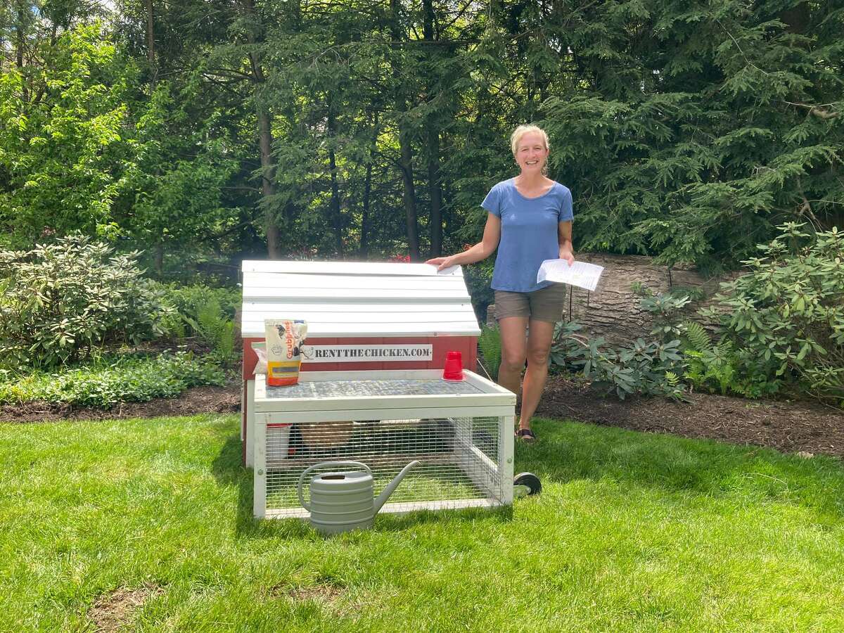 This rental clucks. Renting chickens make backyard farming easy