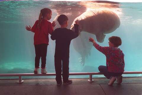 Remembering Marine World, the Bay Area's most controversial theme park