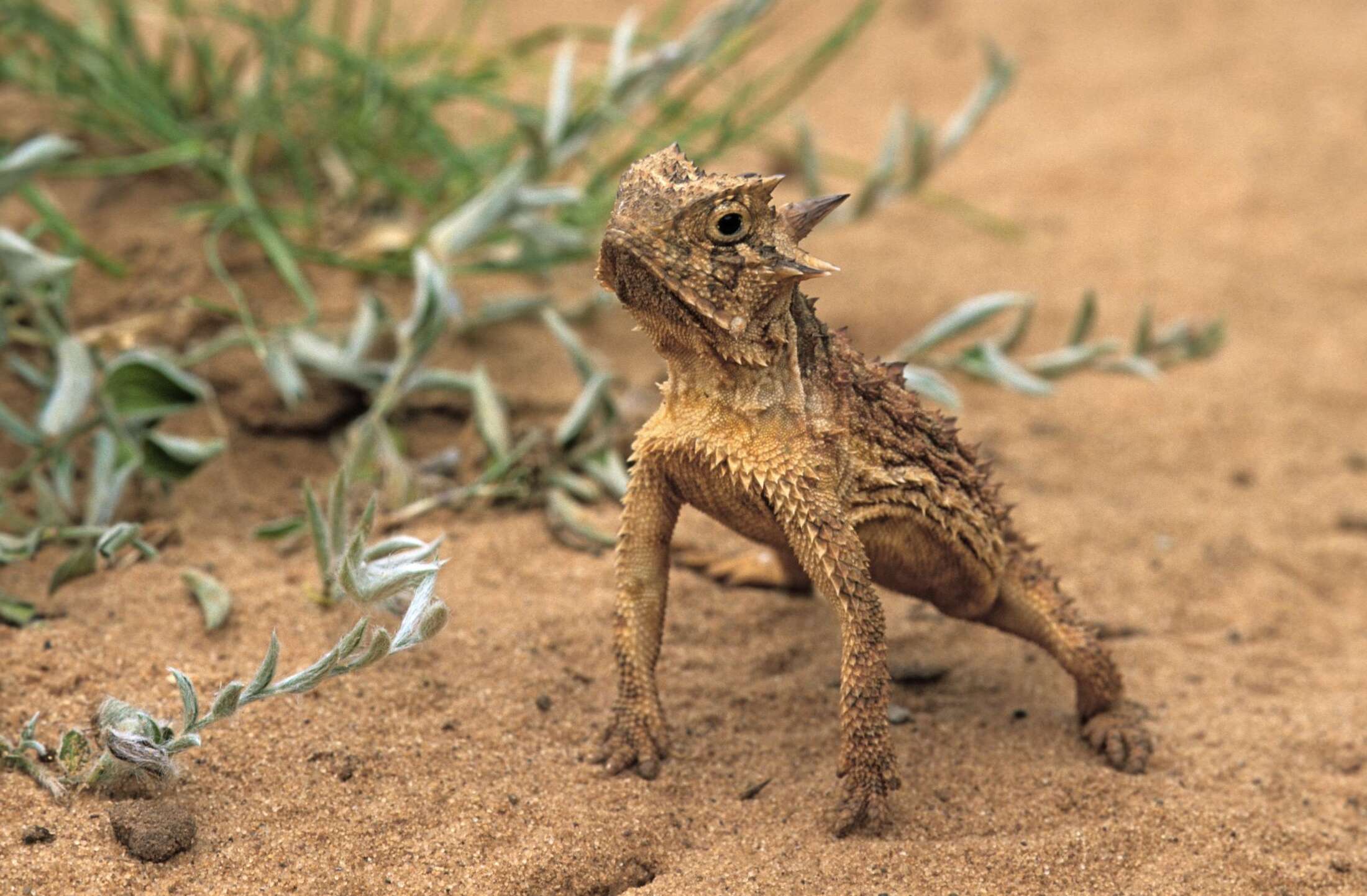 204 captive-raised Texas horned lizard hatchlings released into the wild
