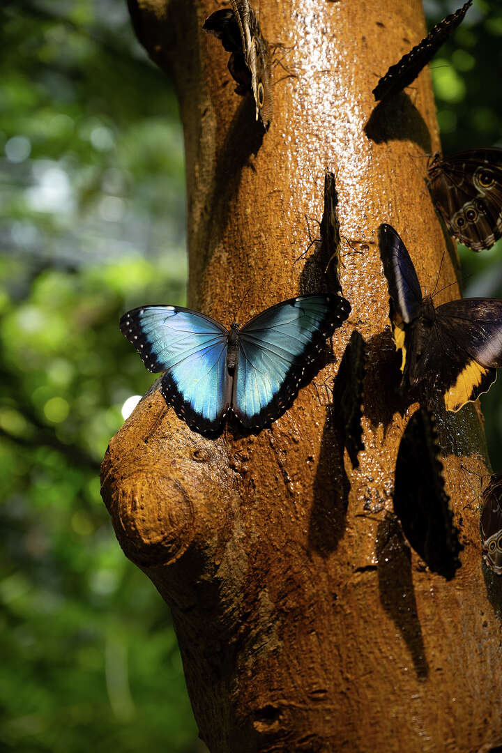 Meet the San Francisco biologist responsible for more than a thousand ...