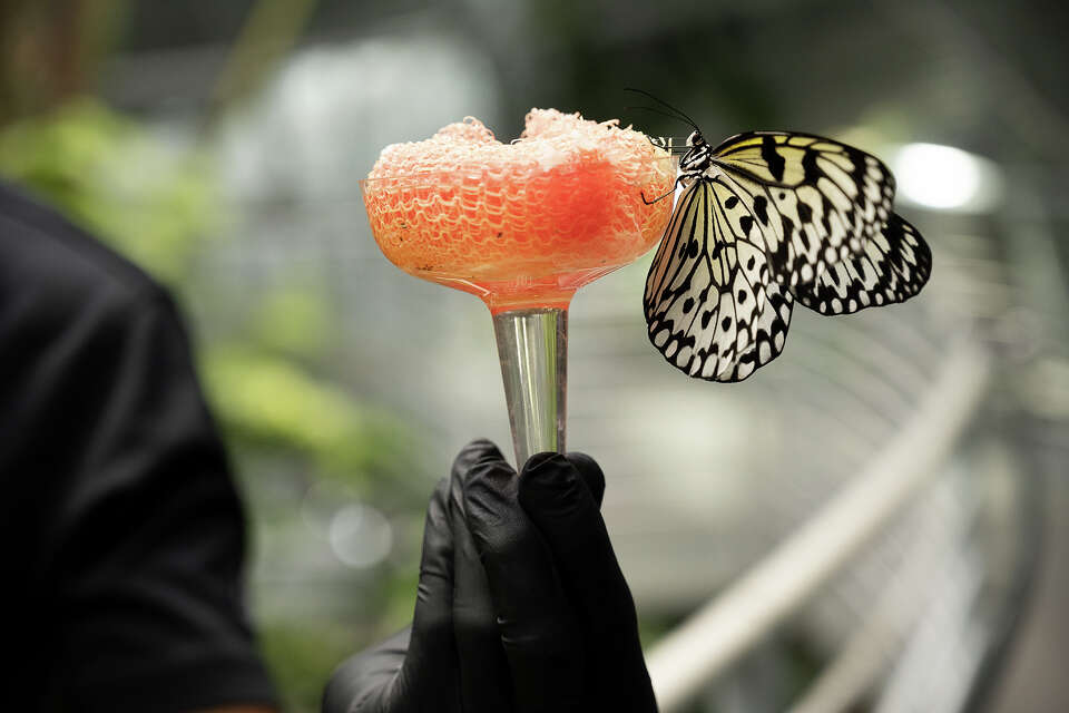 Meet the San Francisco biologist responsible for more than a thousand ...