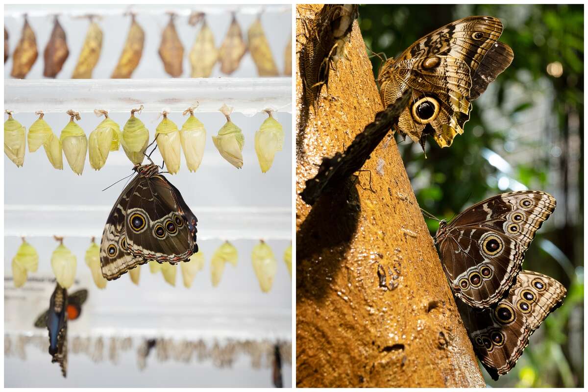 Meet the San Francisco biologist responsible for more than a thousand ...