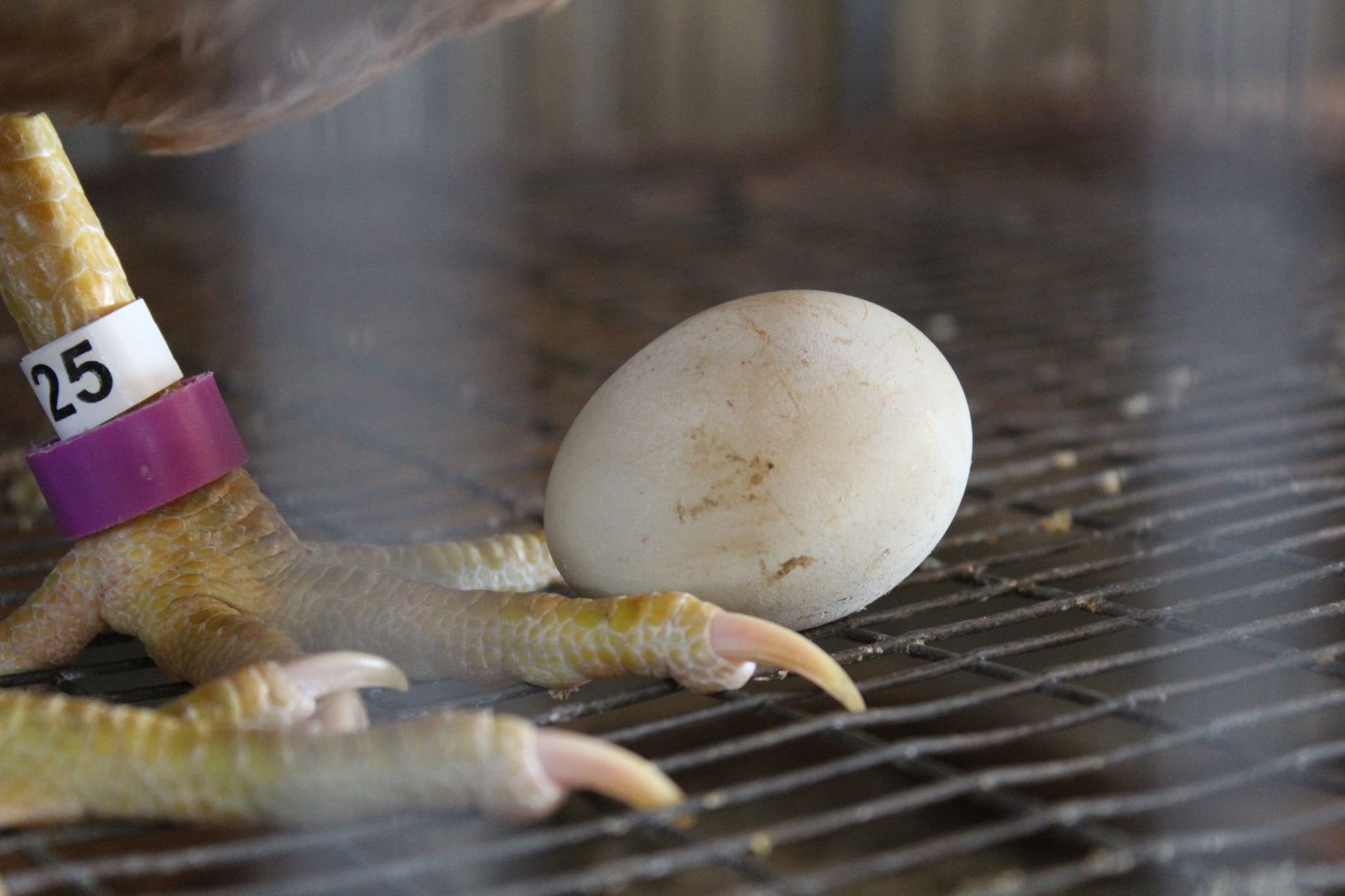 Meat And Poultry Inspection Readiness Grant Program at Randy Stambaugh blog