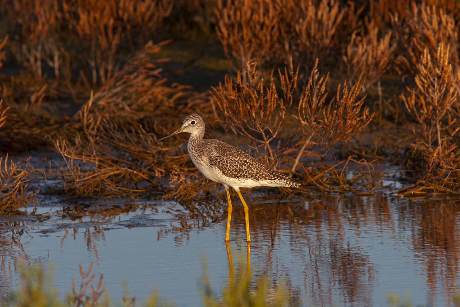 Shorebird sightings are worth a trip to the beach