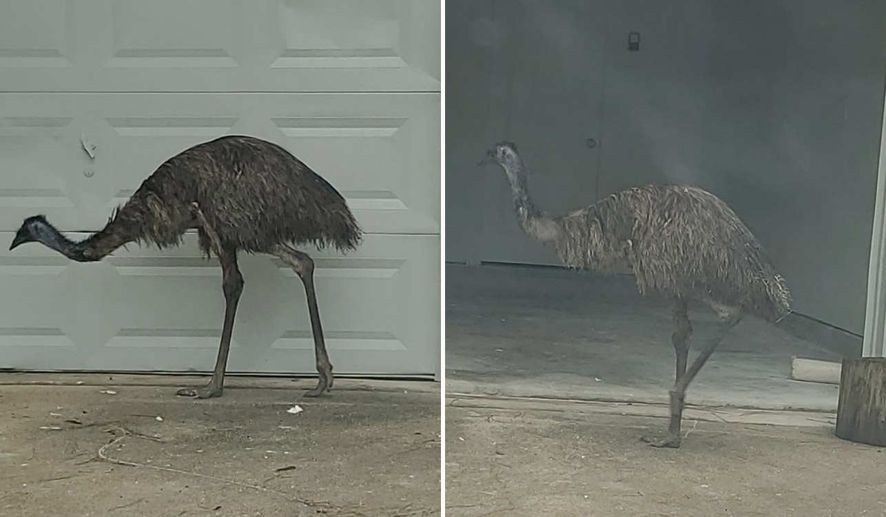 An emu is roaming a small town near Houston, caught on video in a woman ...