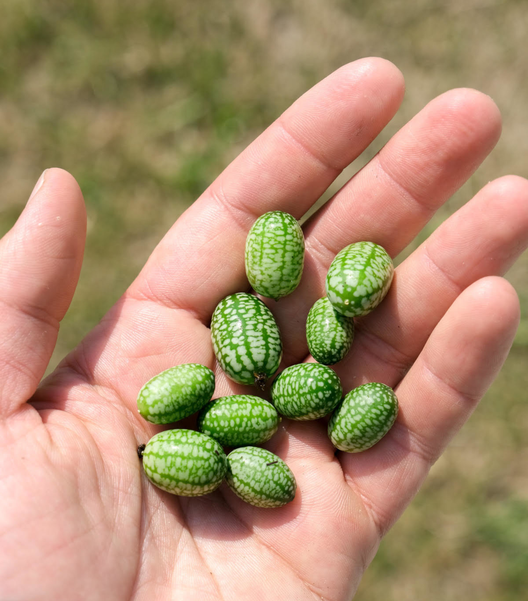Farmers market spotlight: Cucamelon