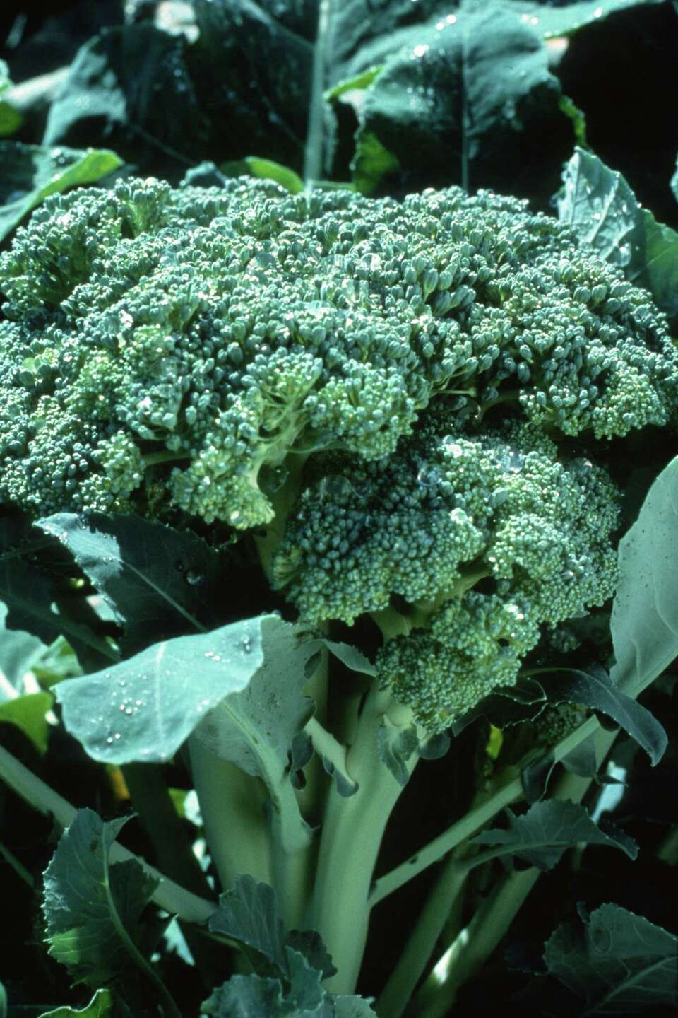 Plant winter vegetables now in San Antonio