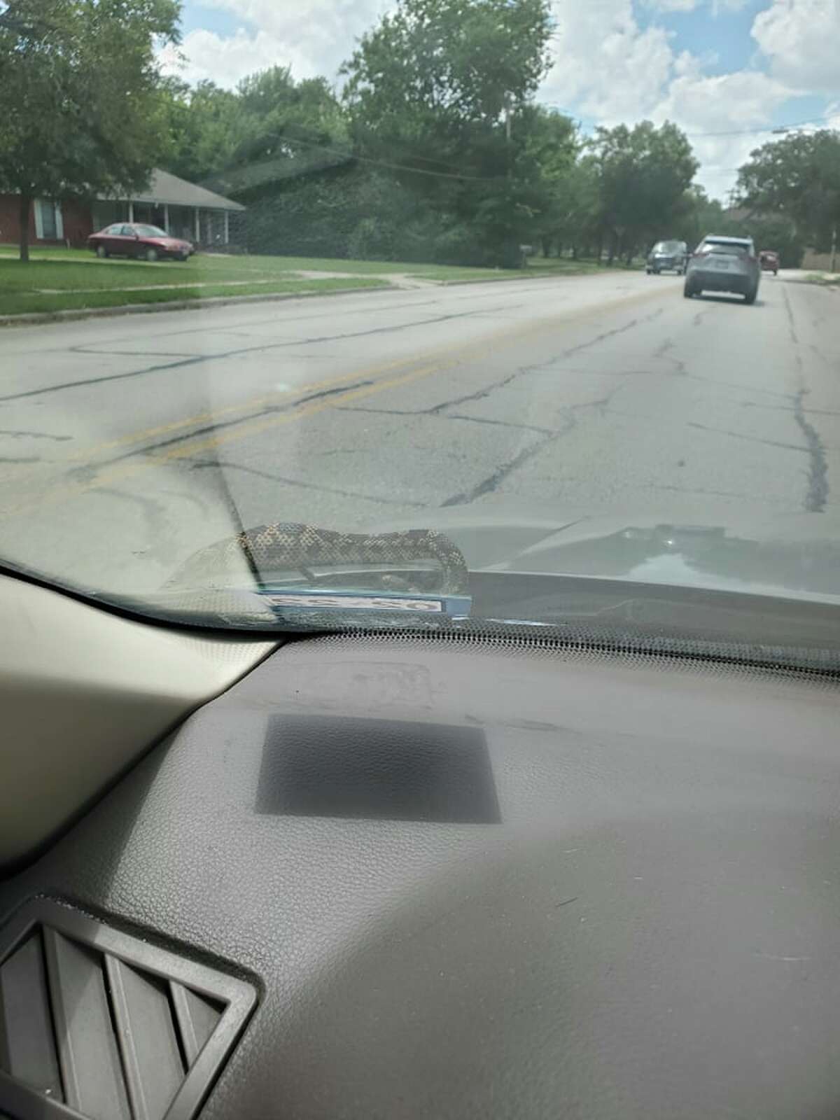 A 3-foot snake came out of a Lockhart man’s car while he was driving to ...