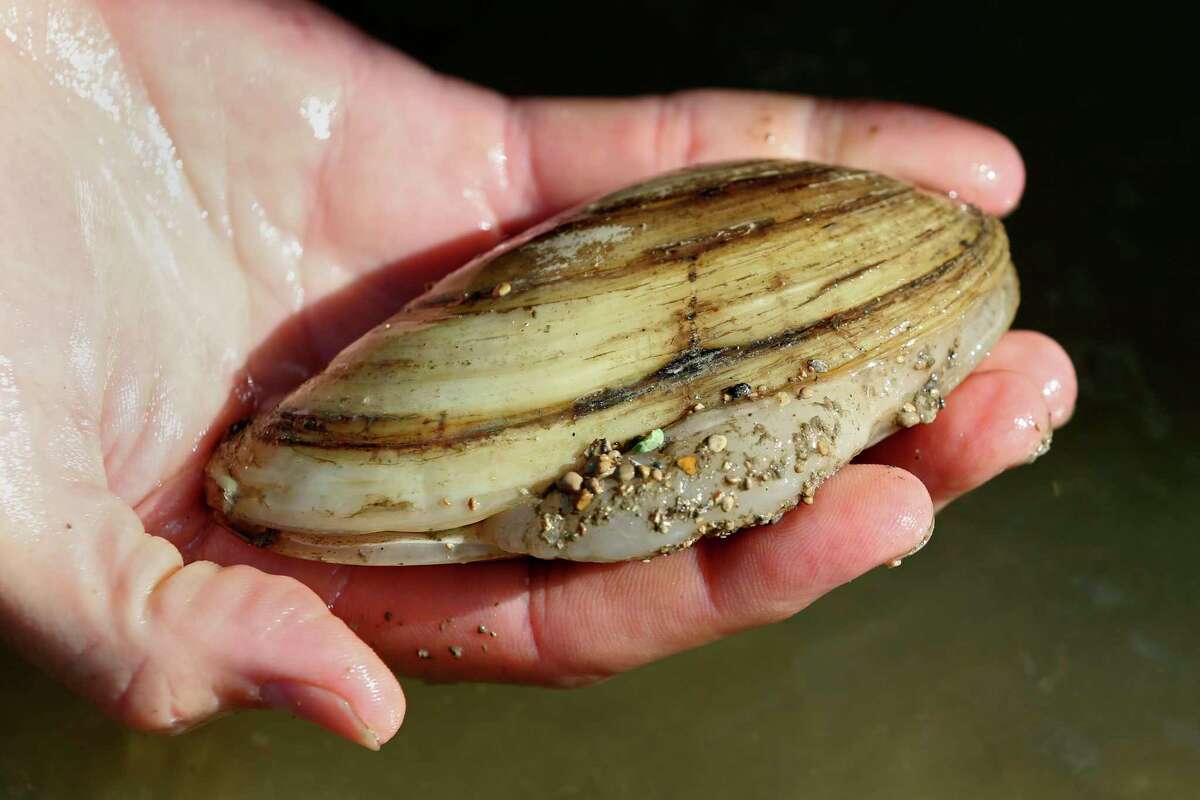 After 100-year absence, mussels returning to San Antonio River — and ...