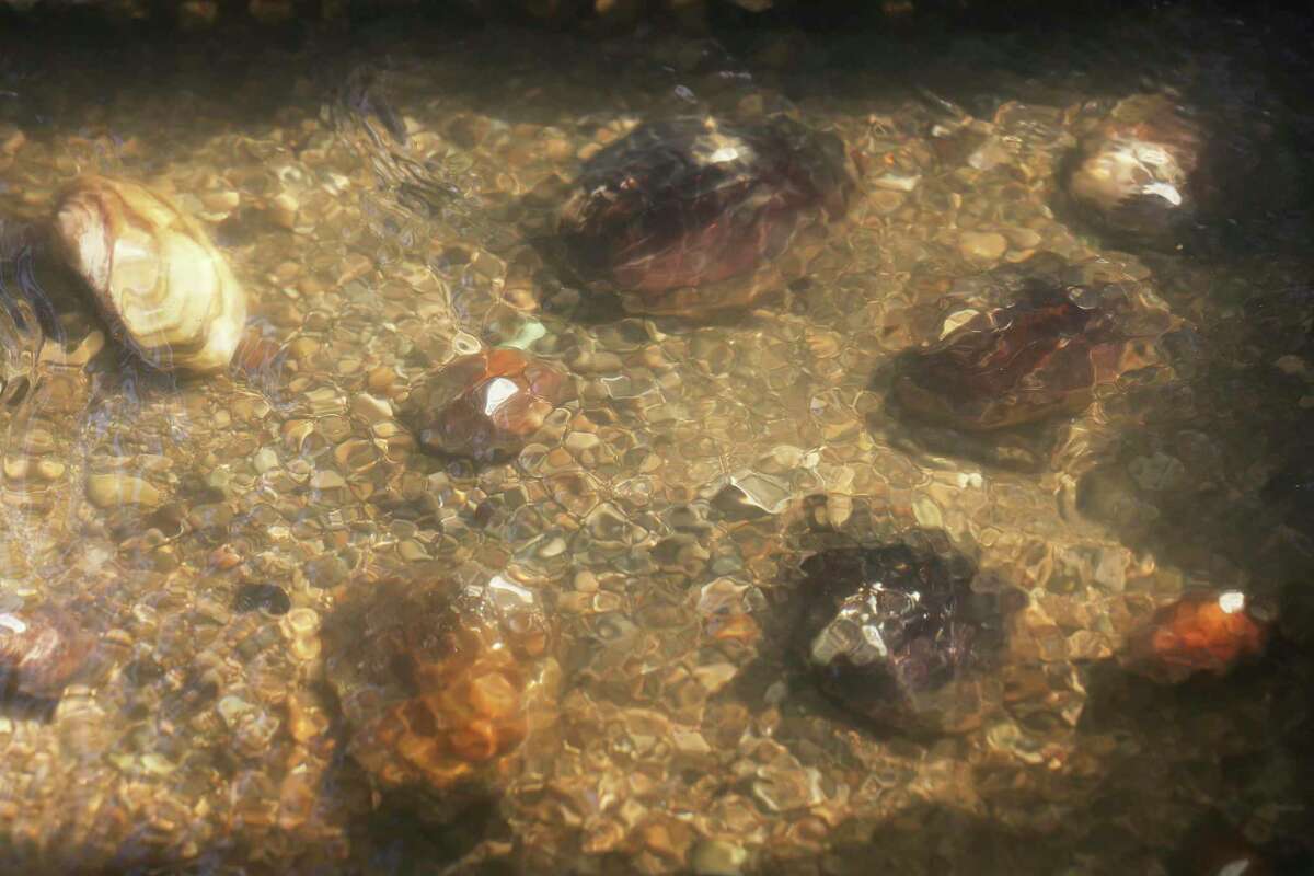 After 100-year absence, mussels returning to San Antonio River — and ...