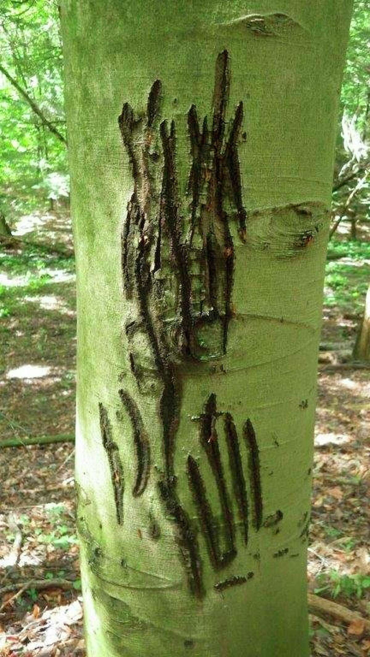 Tom Lounsbury: Spring black bear season would be great alternative