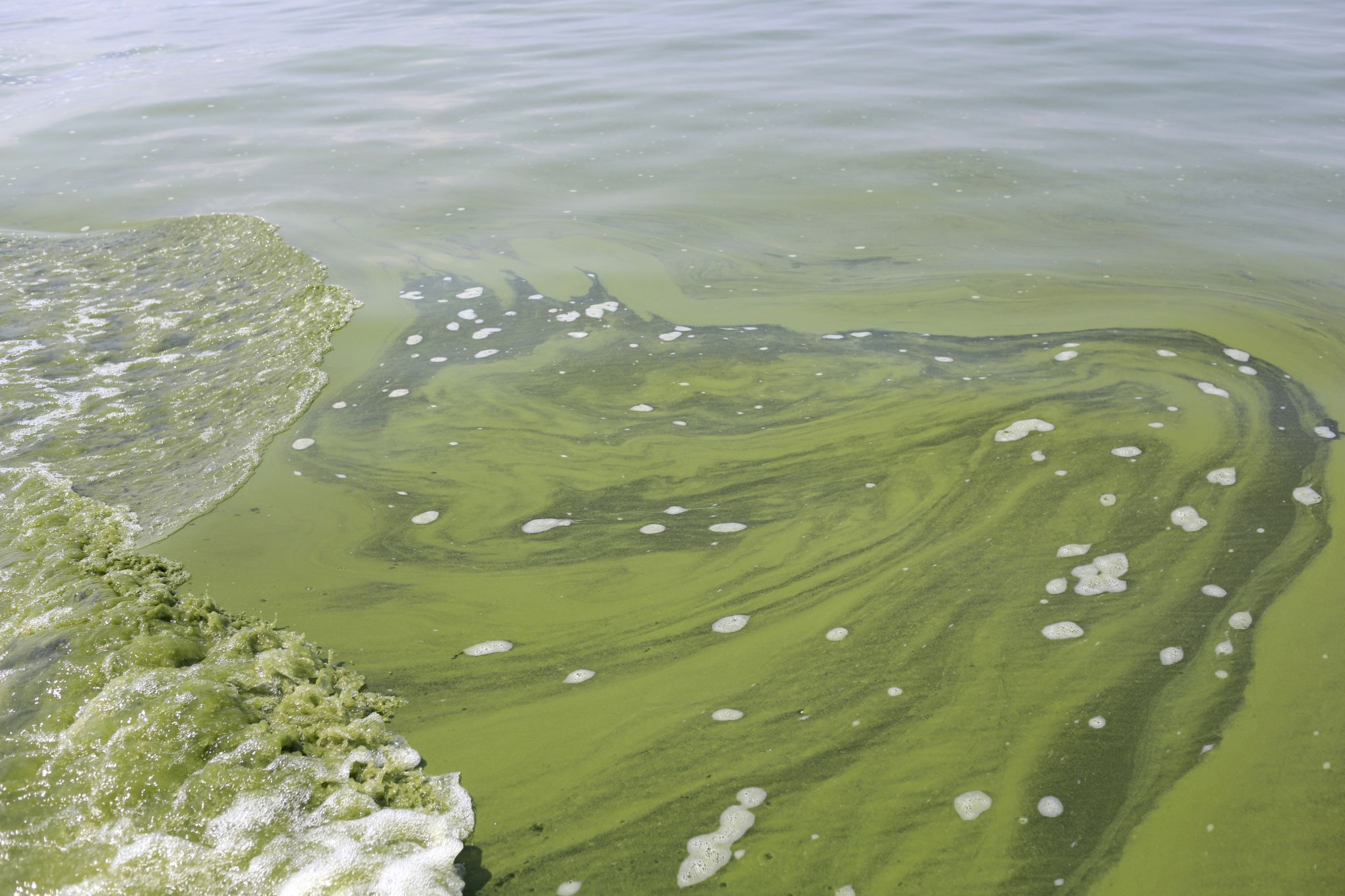 Alert: Algae blooms found at Hardy Dam Pond Alert: Algae blooms found at Hardy Dam Pond