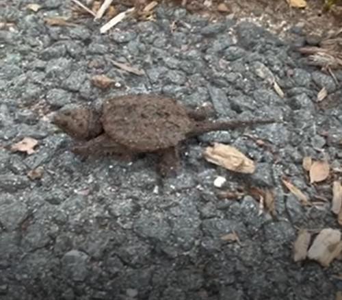 Shell shock: Quinnipiac public safety team rescues 16 baby turtles