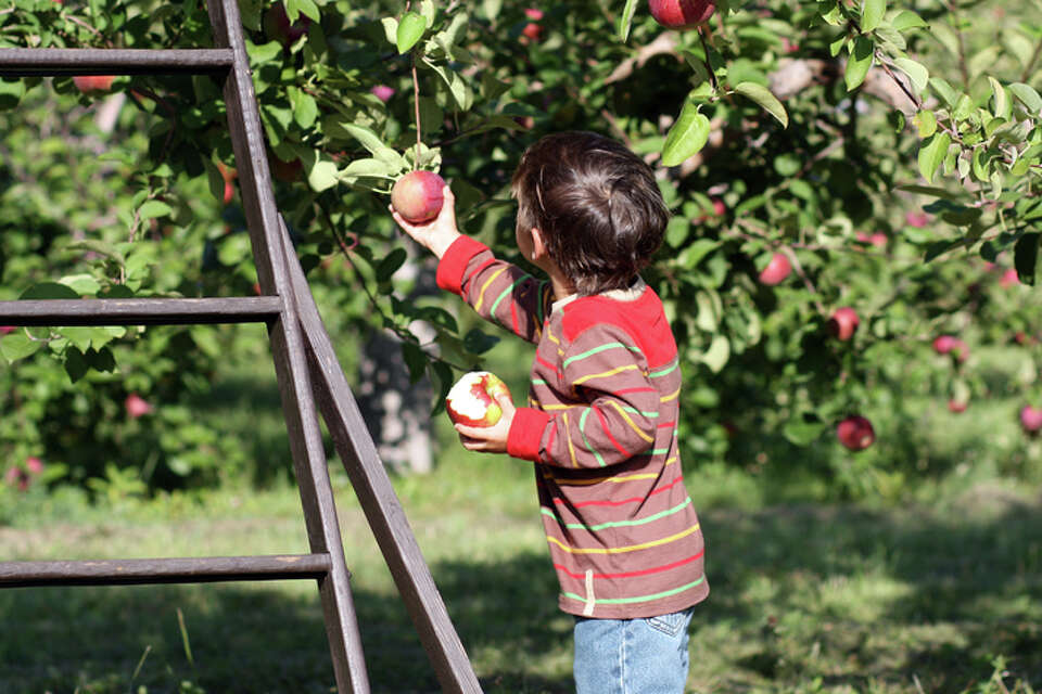 9 fantastic places to go apple picking in Washington this fall