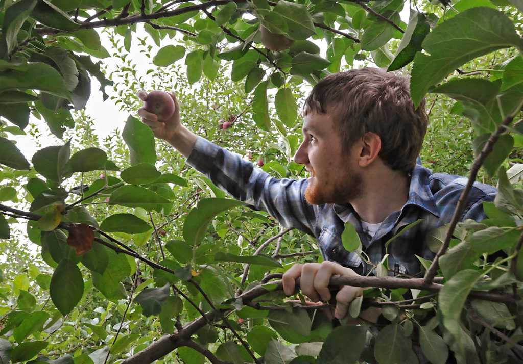 Photos: A day at the apple farm