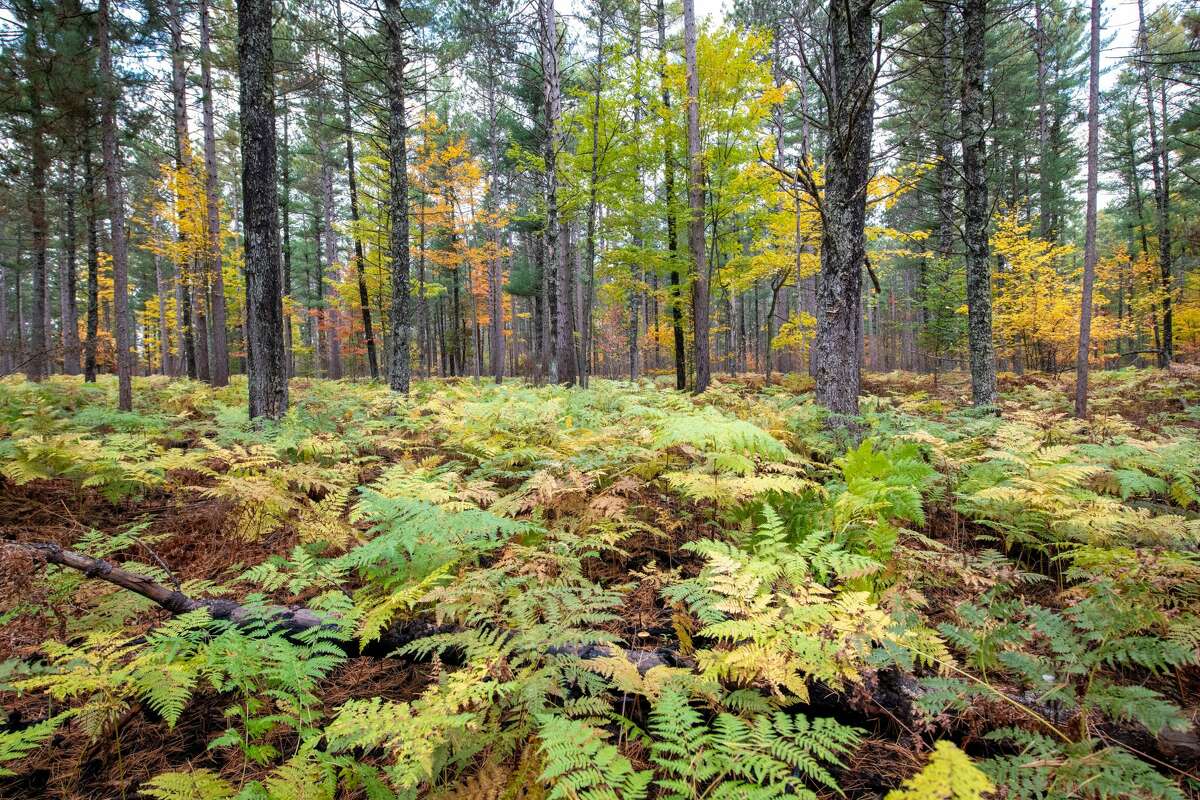 Nation's first carbon offset project on state forest land is in Michigan