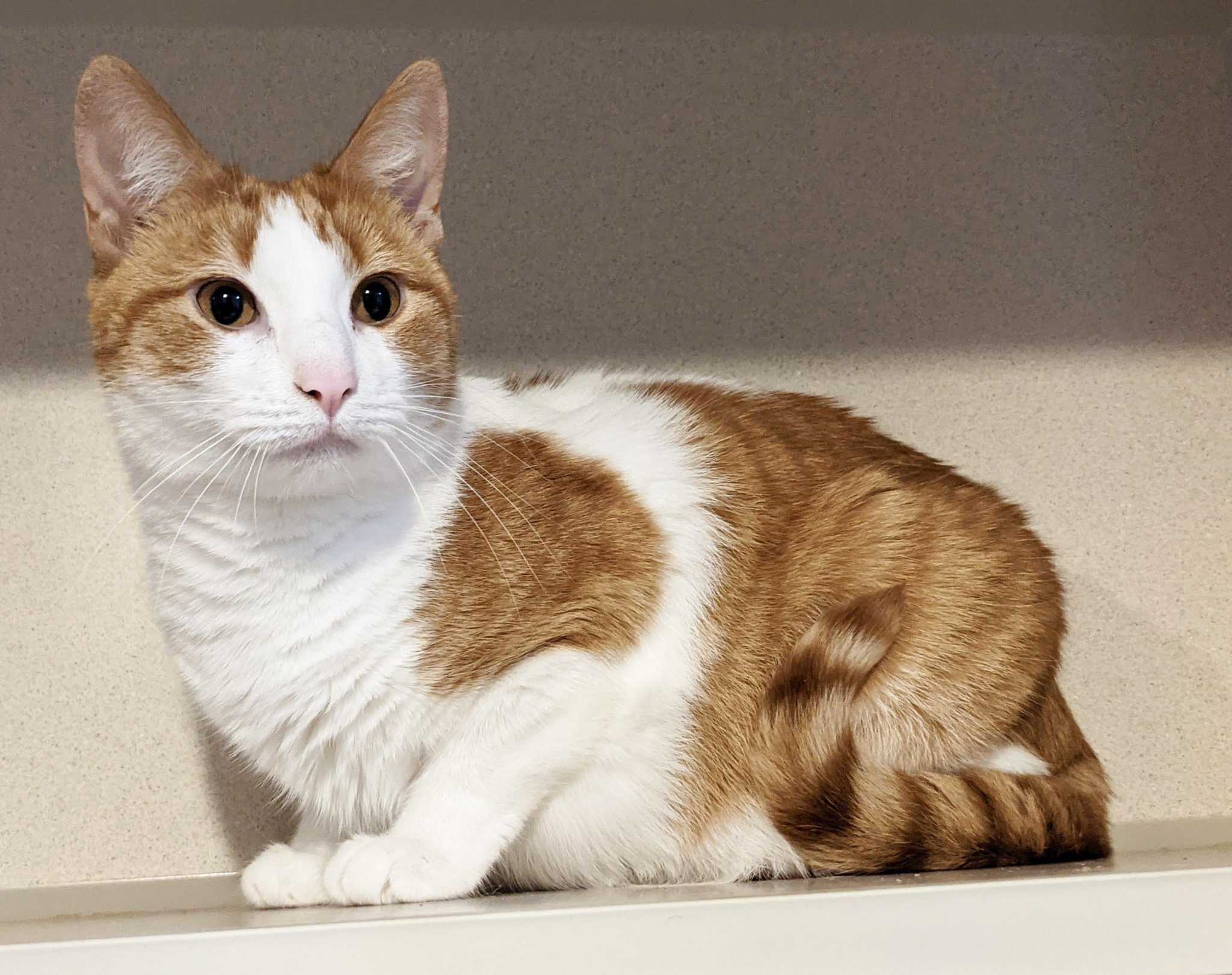 Meet Marilla: Cat Tales’ adoptable pet of the week