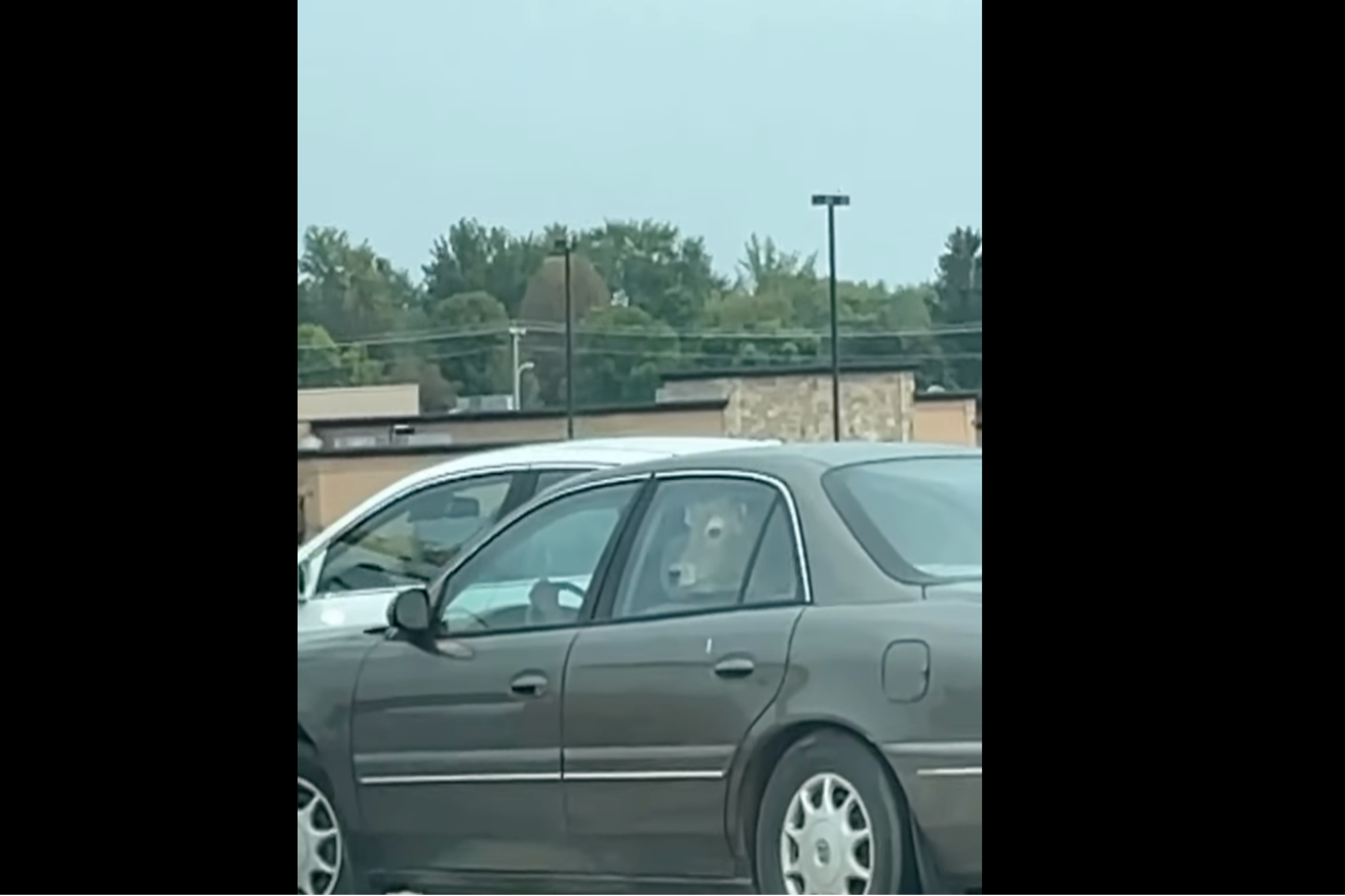 Holy Cow! Head-Scratching Video Shows Cow Waiting in McDonald's Drive-Thru