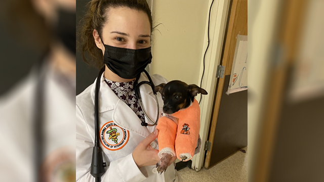 Dog named Siggi born with upside down paws undergoes surgery