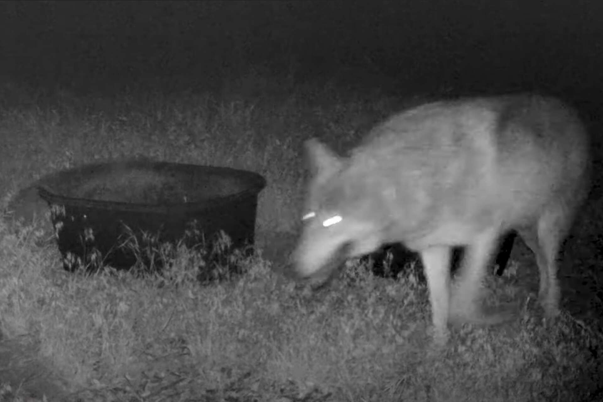 New video may show missing wolf who walked 900 miles into California