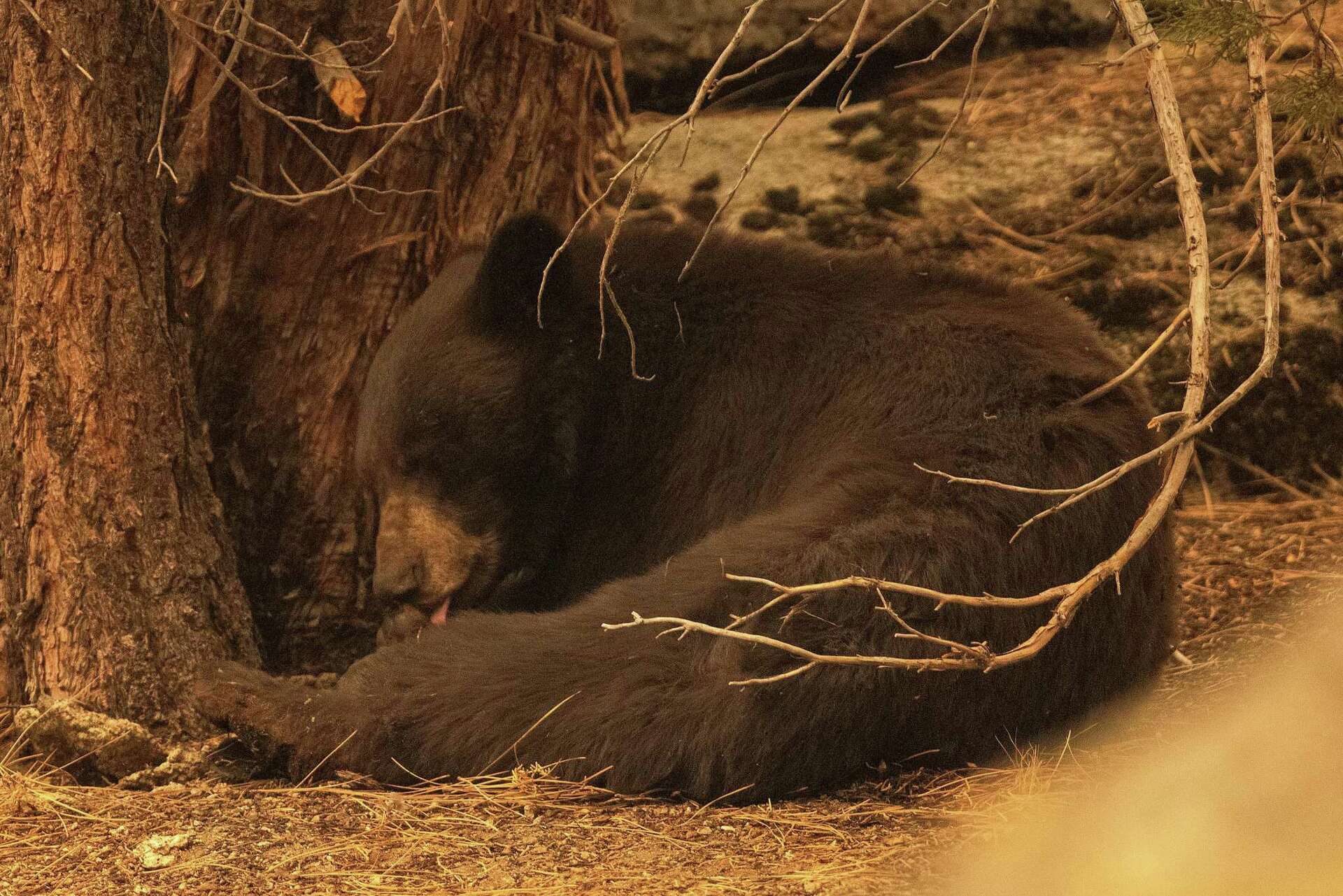 Black bear with burned paws found near Caldor Fire euthanized by state ...