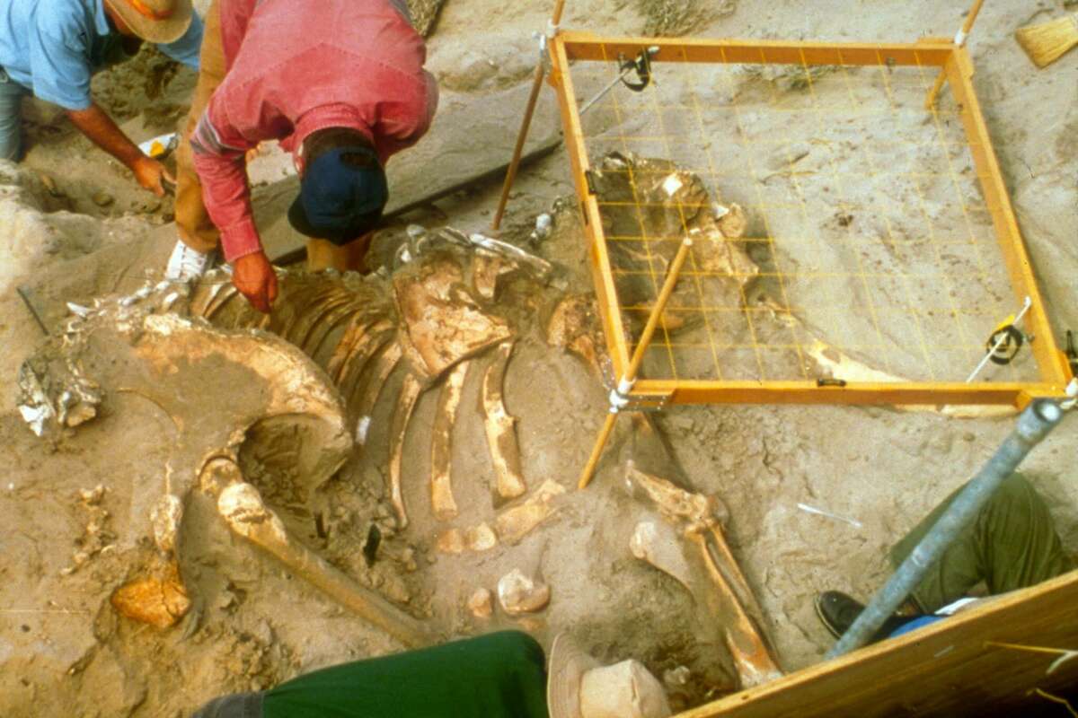 I went looking for shrunken mammoths that once roamed Calif.'s Channel ...