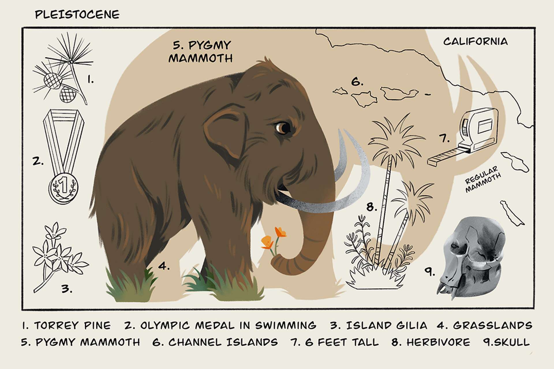 I went looking for shrunken mammoths that once roamed Calif.'s Channel ...