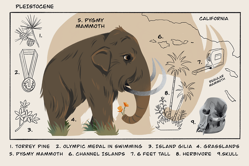 I went looking for shrunken mammoths that once roamed Calif.'s Channel ...