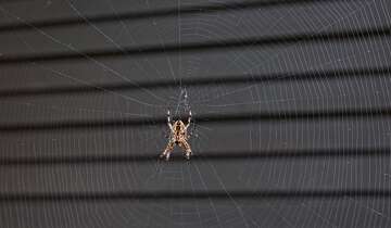 Early fall is 'spider season' in Seattle, but don't be afraid, experts say