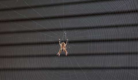 Early fall is 'spider season' in Seattle, but don't be afraid, experts say