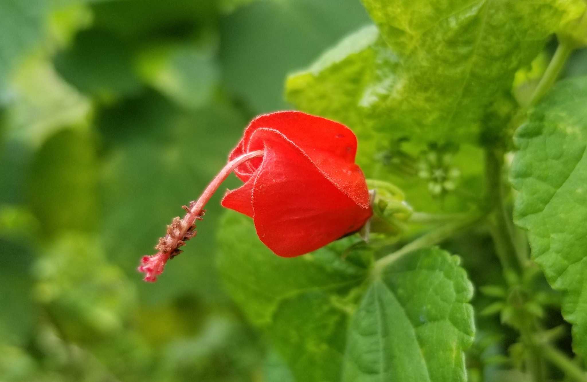 You can get free native Texas plants this weekend. Here's how.