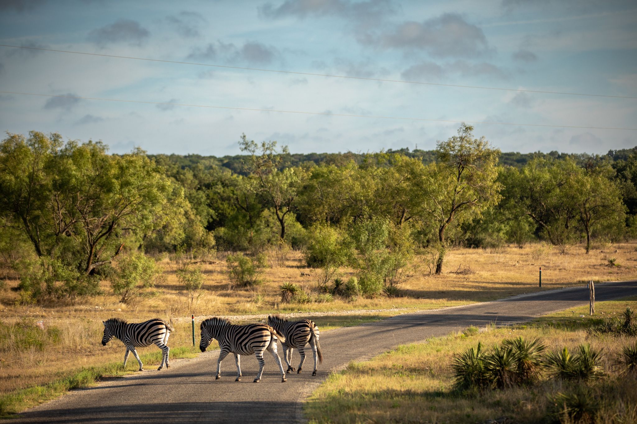 Old West-style town and exotic animal ranch on sale near Kerrville