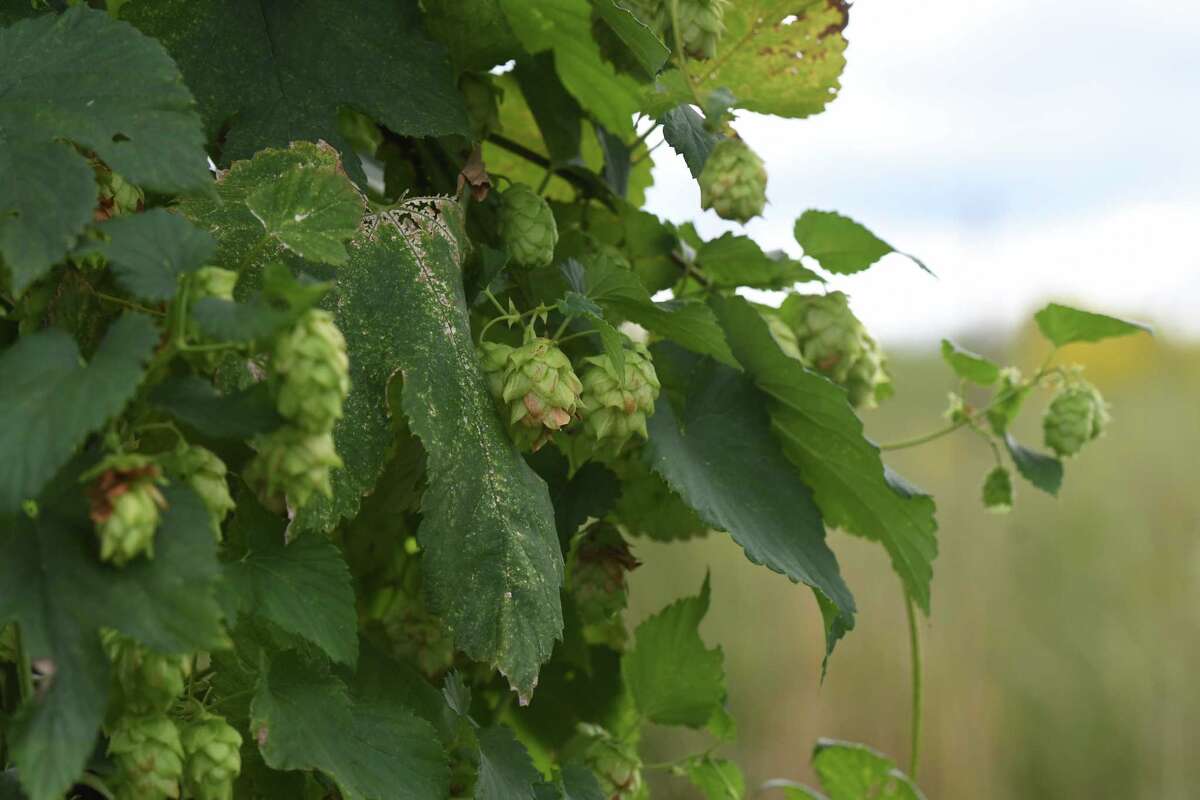 Indian Ladder Farms, other small brewers work together to keep doors open