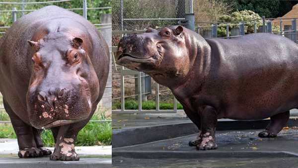 Meet Tucker: An Ohio zoo has a brand new hippo
