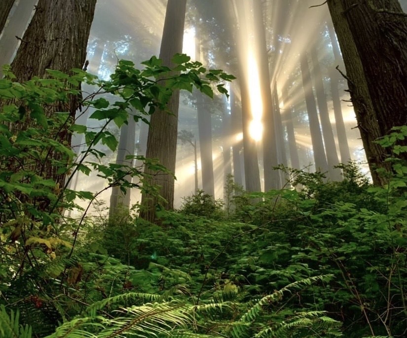 This hike in Redwood National and State Parks offers a rare and eye ...