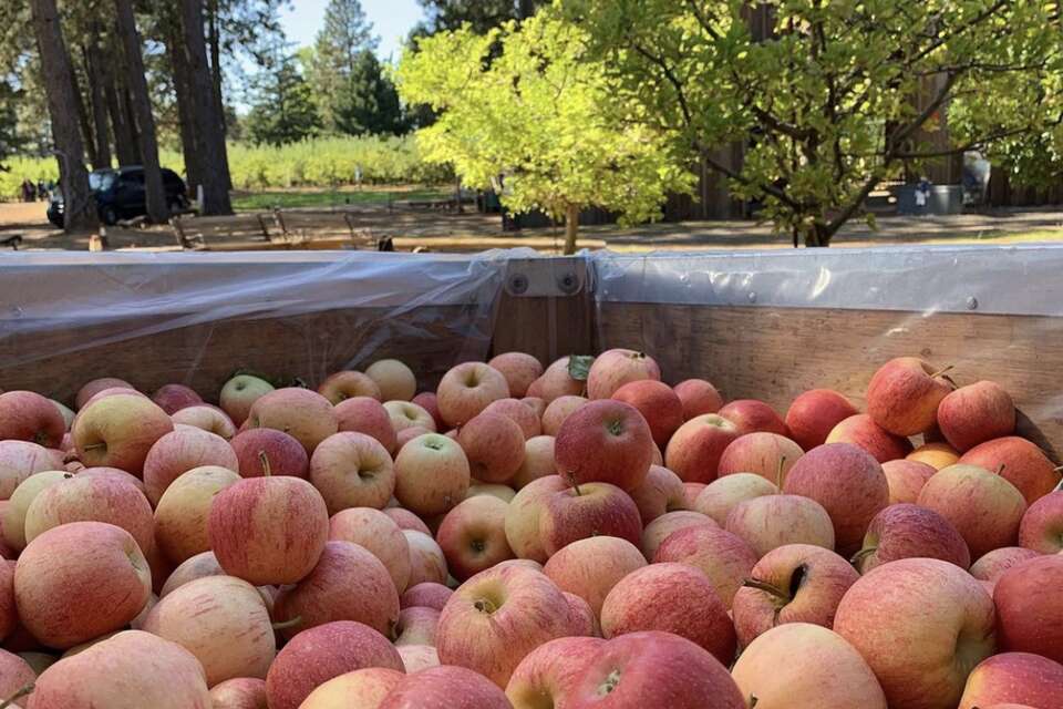 Great spots to pick apples in the Bay Area and Northern California