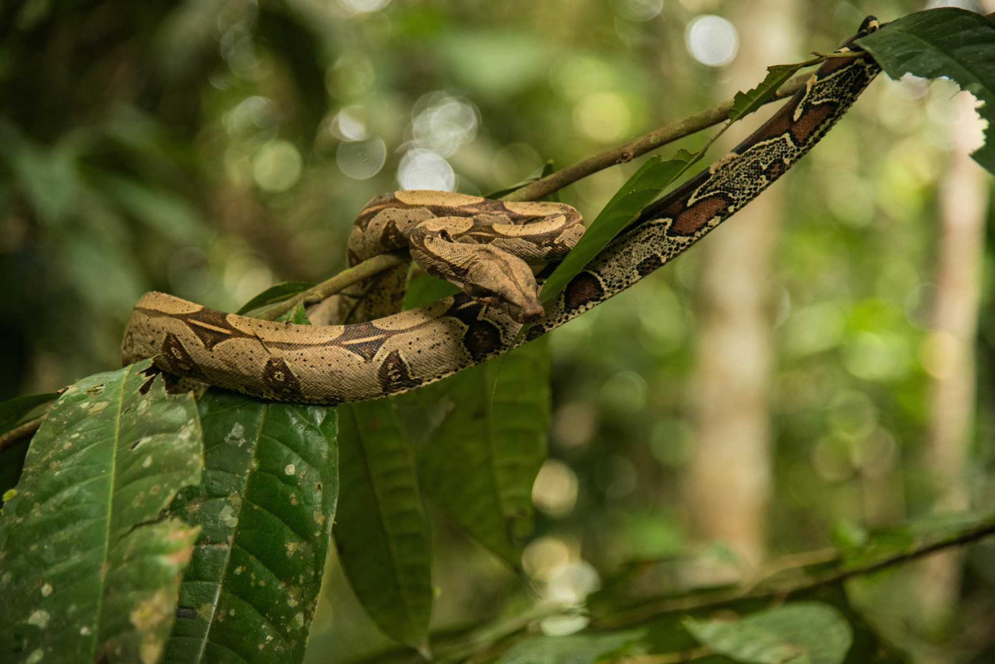 8-foot pet snake loose in East Haddam, official says