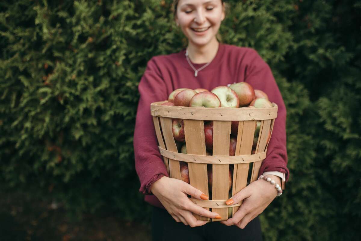 Connecticut's apple harvest is 'one of our best' this year, growers say