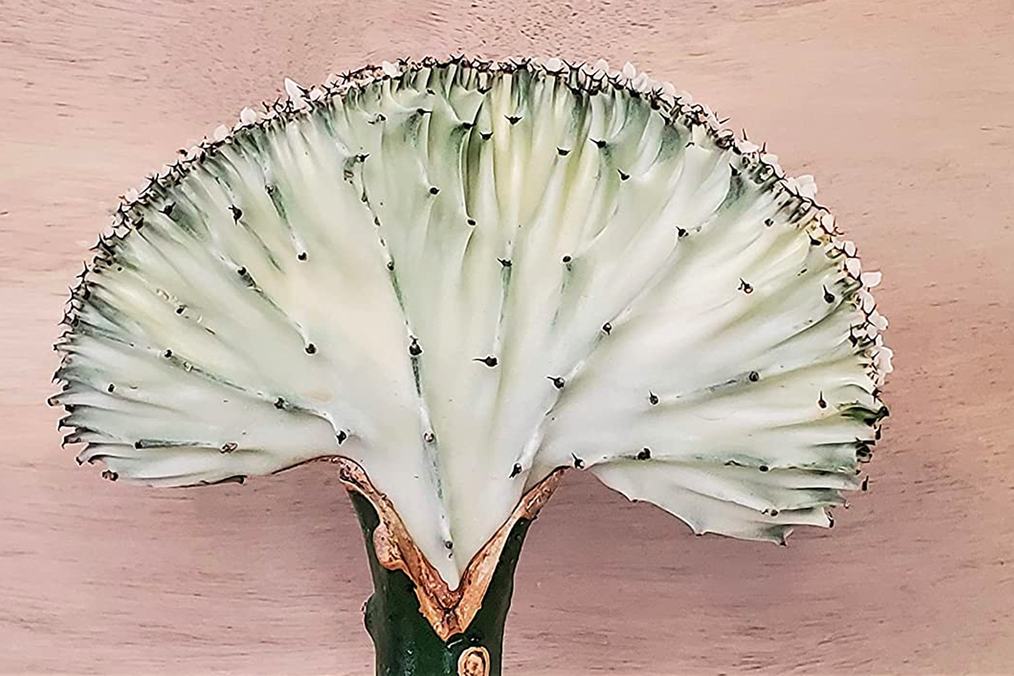 6 unusual houseplants that'll make your home delightfully weird