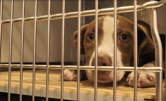 Missouri Humane Society makes largest rescue of the year