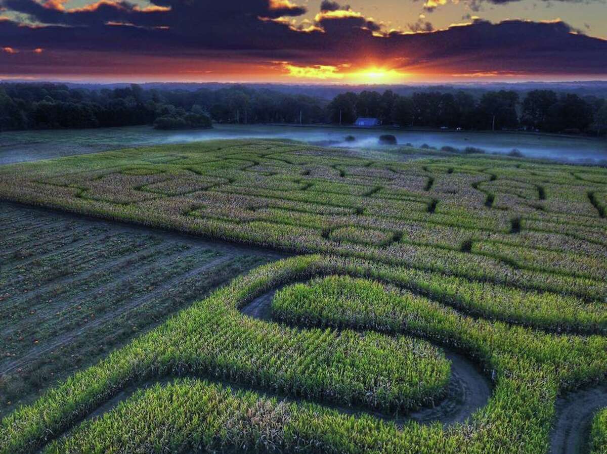 Art in the field: How farmers make corn mazes