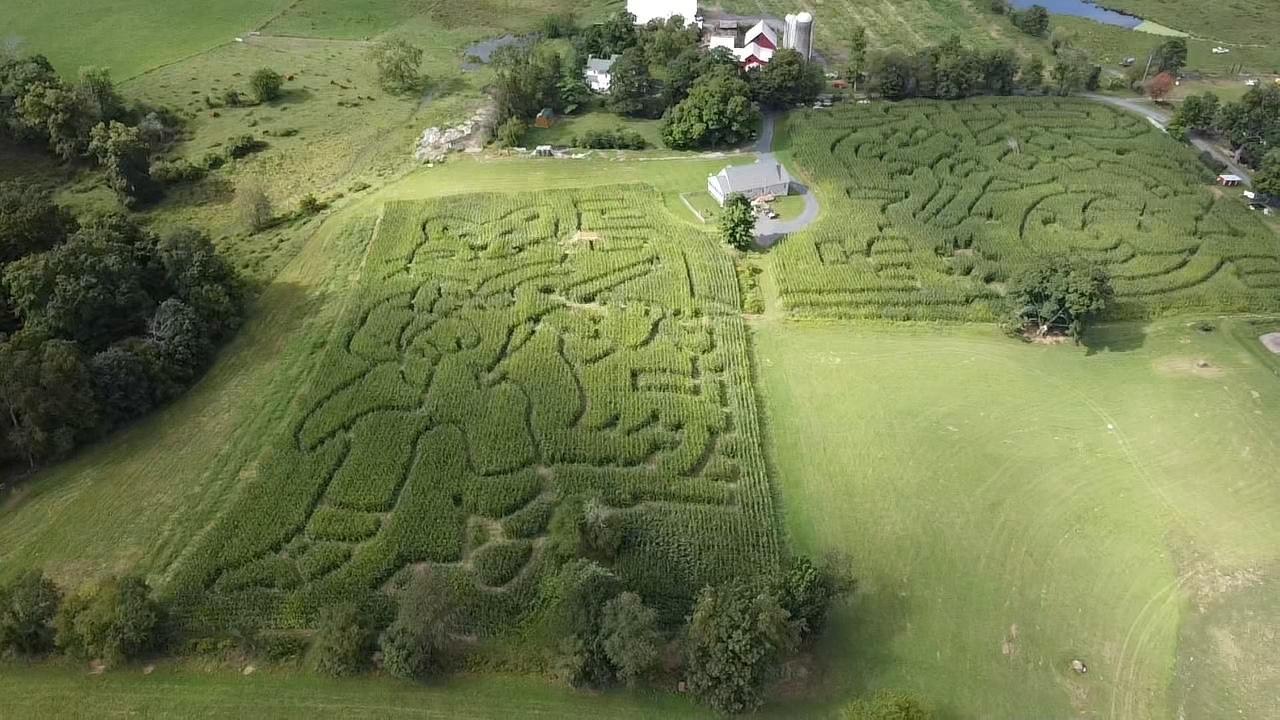 How farmers make corn mazes