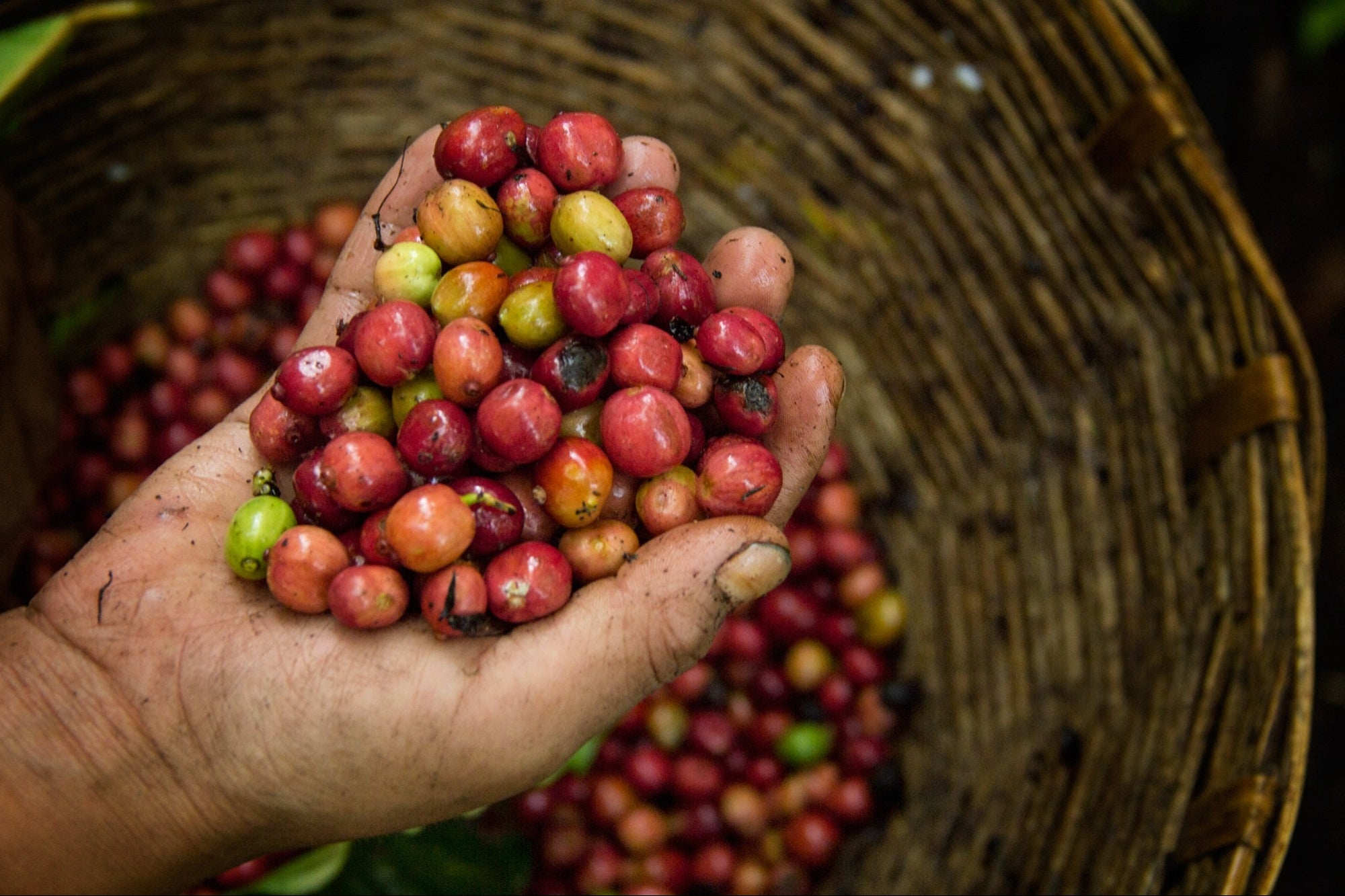 Learn about the plan to improve the coffee harvest