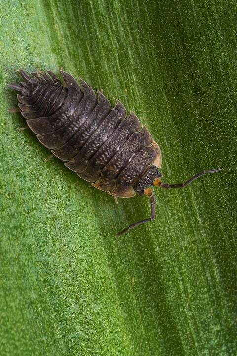 30 bugs to watch out for this fall in San Antonio